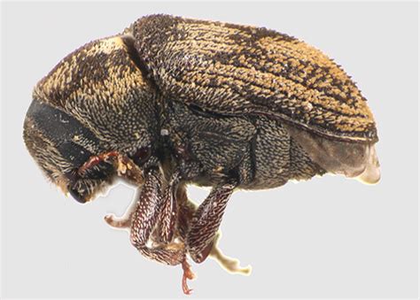 Ash Bark Beetle Usu