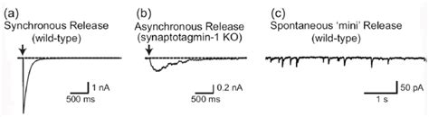 Synaptic Vesicle Exocytosis Detected By Whole Cell Patch Clamp