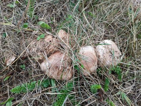 Svetoslav Mihaylov On Linkedin Днес ходих за гъби с мотора Не го бях правил от много години