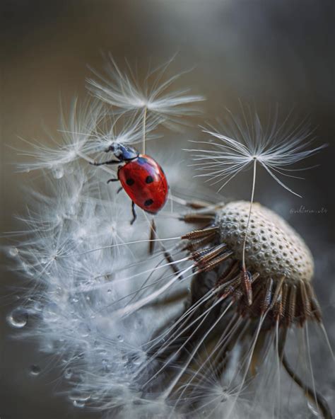 Russian Photographer Uses Iphone To Capture Stunning Macro Shots Of