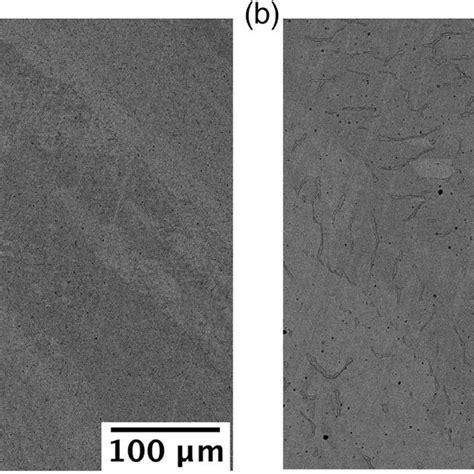Feg Sem Micrographs Of The Xz Cross Section Of A Representative Download Scientific Diagram