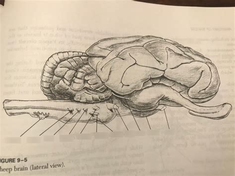 Sheep Brain Lateral View Diagram Quizlet