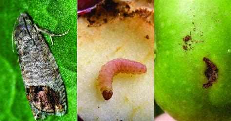 ბაღის მავნებლები და მათთან ბრძოლა სასარგებლო რჩევები