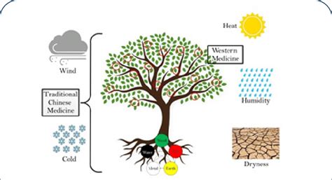 Metaphor Of The Tree Download Scientific Diagram