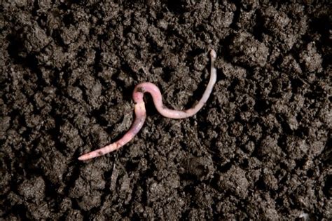 Earthworms Reproduction Explained Sexual And Asexual