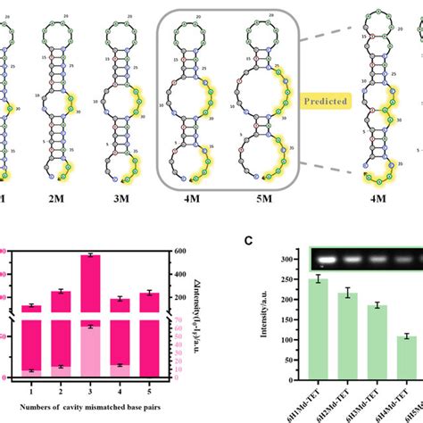 Optimization Of The Base Number Of The Hairpin Loop For Tet Detection