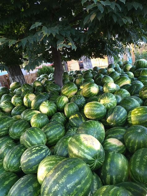 🍉 საზამთროს მოსავალი ქარელში ქართლის ამბები Qartli Ge