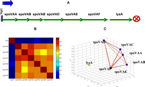 A Schematic Internal Sequential Structure Presentation The Promoter
