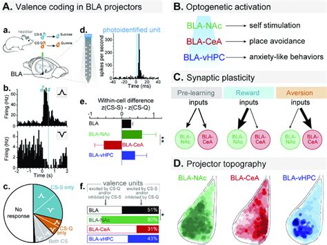 Valence Coding In The Basolateral Amygdala Bla Projector Populations
