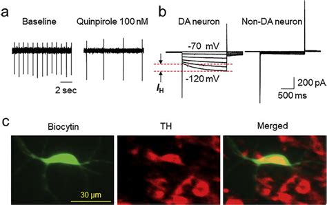 Identification Of Vta Da Neurons From Patch Clamp Recording In Vta