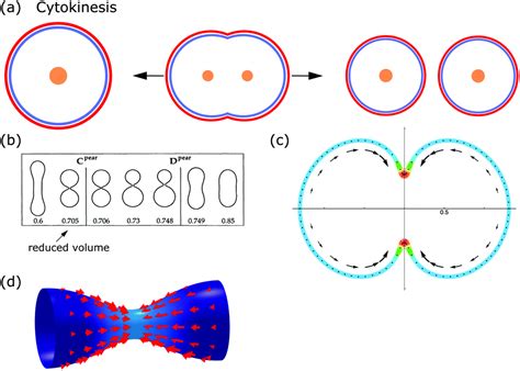 More Than Just A Barrier Using Physical Models To Couple Membrane