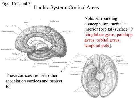 PPT The Limbic System And Cerebral Circuits For Emotions Learning And Memory PowerPoint