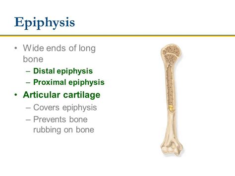 Epiphysis Pronunciation