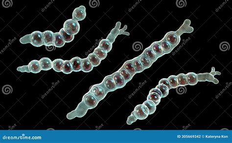 Trichophyton Verrucosum Fungi 3d Illustration 305669442