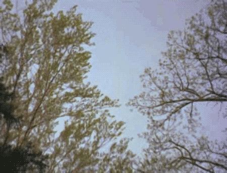 Tree Gif Tumblr Tree Gifs Page WiffleGif