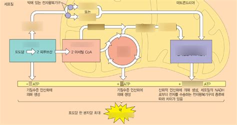 3강 세포호흡 Diagram Quizlet