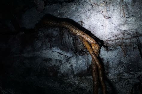 Artstation 200 Photos Of Cave Tree Roots Resources