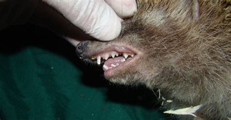 Hedgehog Teeth Everything You Need To Know A Z Animals