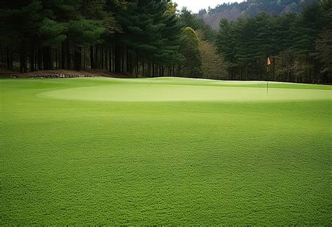 숲 속의 골프 그린 골프 나무 레저 배경 일러스트 및 사진 무료 다운로드 Pngtree