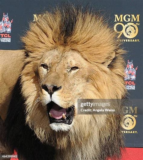 Leo The Mgm Lion Photos And Premium High Res Pictures Getty Images