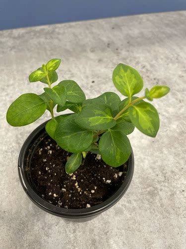 Spring Plant Id Flashcards Quizlet