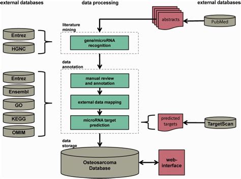 Structuring Osteosarcoma Knowledge An Osteosarcoma Gene Association