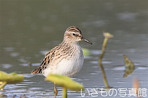 ヒバリシギ いきもの写真館