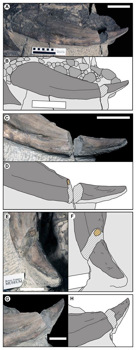 An Exceptionally Preserved Armored Dinosaur Reveals The Morphology And