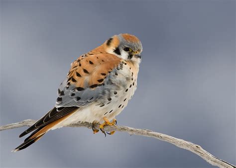 American Kestrel Facts Habitat Diet Life Cycle Pictures