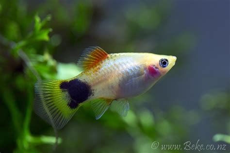 Xiphophorus Maculatus Akvaristika I Teraristika