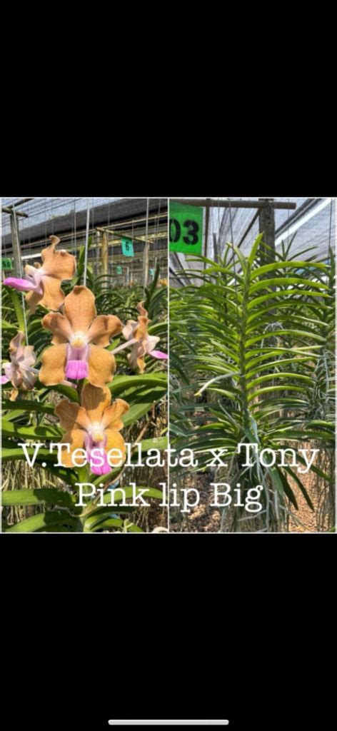 Vanda Tesselata X V Tony Pink Lip Very Fragrant Xl Plants Orchid Classics