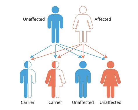 X Linked Inheritance Pedigree Chart X 링크 된 상속 혈통 차트 프리미엄 벡터
