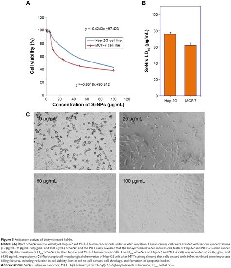 Anticancer Activity Of Biostabilized Selenium Nanorods Synthesized By IJN