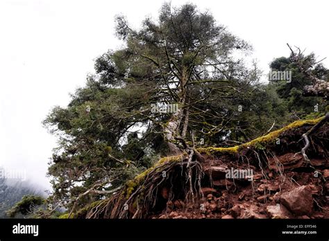 Exposed Roots Of A Tree Due To Soil Erosion In Evrytania Region Central Greece Stock Photo Alamy