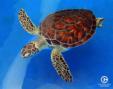 Sea Turtle Head Top View