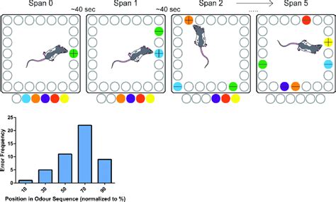 A Illustration Showing The Basic Procedure Used In The Ost The Ost