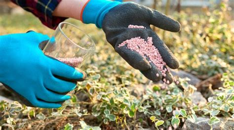 How And When To Fertilize Your Vegetable Garden