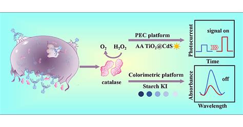 Photoelectrochemical Colorimetric Dual Mode Specific Detection Of Staphylococcus Aureus Based On
