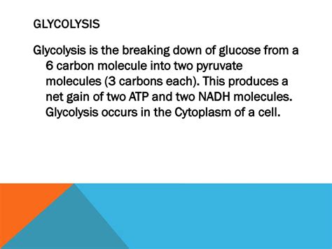 Cellular Respiration Ppt Download