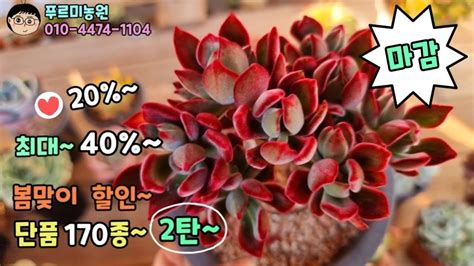 봄맞이~다육이할인2탄 ️ 최대 40까지~~푸르미다육다육판매다육식물다육이키우기korean Succulent Plants 봄맞이국민다육충북다육청주다육