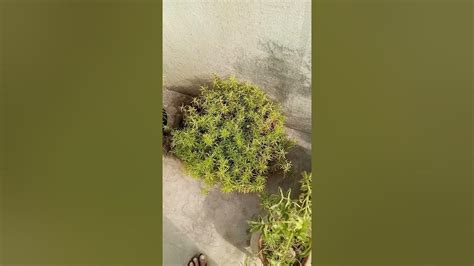 گل ء دوپہری دوپہر کا پودا Youtube