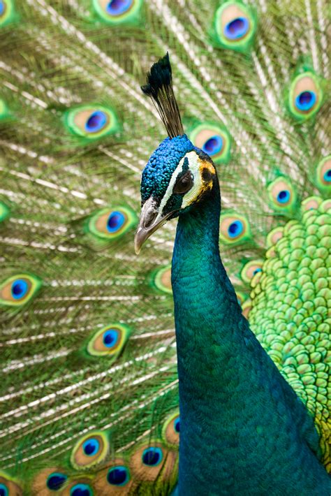 Phasianidae Alchetron The Free Social Encyclopedia