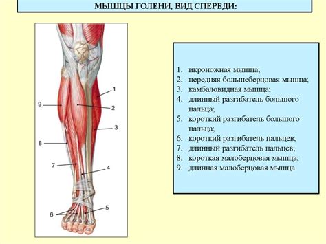 Мышцы человека 3 часть презентация онлайн