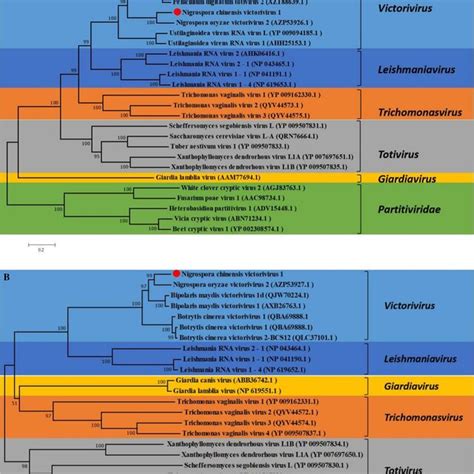 Phylogenetic Analysis Of Ncvv1 Phylogenetic Trees Were Generated Based