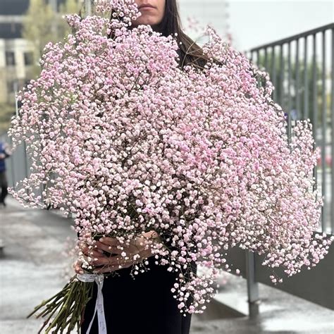 Гипсофила Розовая поштучно купить недорого зелень в розницу доставка и самовывоз