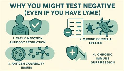 Western Blot Test Lyme Why 40 Of Cases Go Undiagnosed