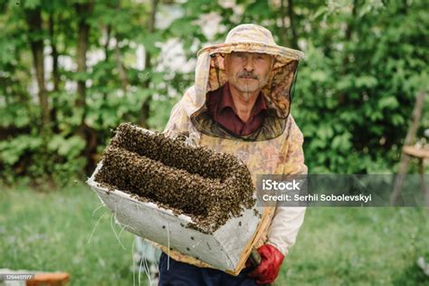 양봉가가 상자에 꿀벌 떼를 잡았다 꿀벌과 여왕 벌 떼 꿀벌 떼잡기 직장에서 양봉가 양봉 배경 양봉가의 날 벌에 대한 스톡 사진 및 기타 이미지 Istock