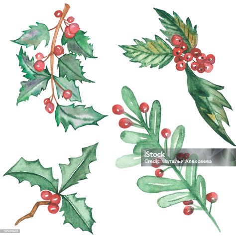 수채화 손 그린 자연 겨울 시즌 식물 녹색 잎 가지와 붉은 열매 홀리 꽃다발 다른 스타일 일러스트 세트 흰색 배경에 고립 0명에 대한 스톡 벡터 아트 및 기타 이미지