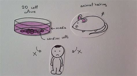 Heart On A Chip A New Device For Biomedical Applications