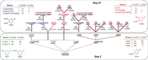 Saturation Mutagenesis Strategy Employed For Pal Activity Generations